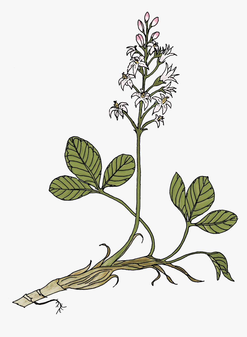 Bogbean Diagram, HD Png Download , Transparent Png Image - PNGitem
