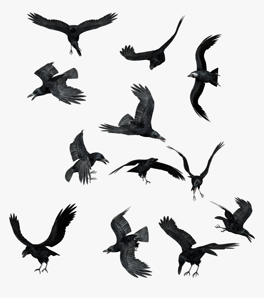 Flock Of Ravens Png, Transparent Png , Transparent Png Image - PNGitem