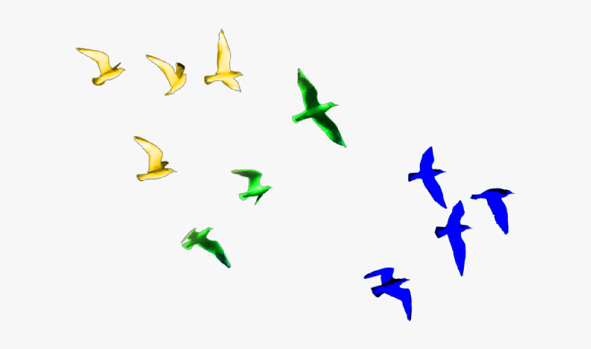 Colorful Birds Flying Png