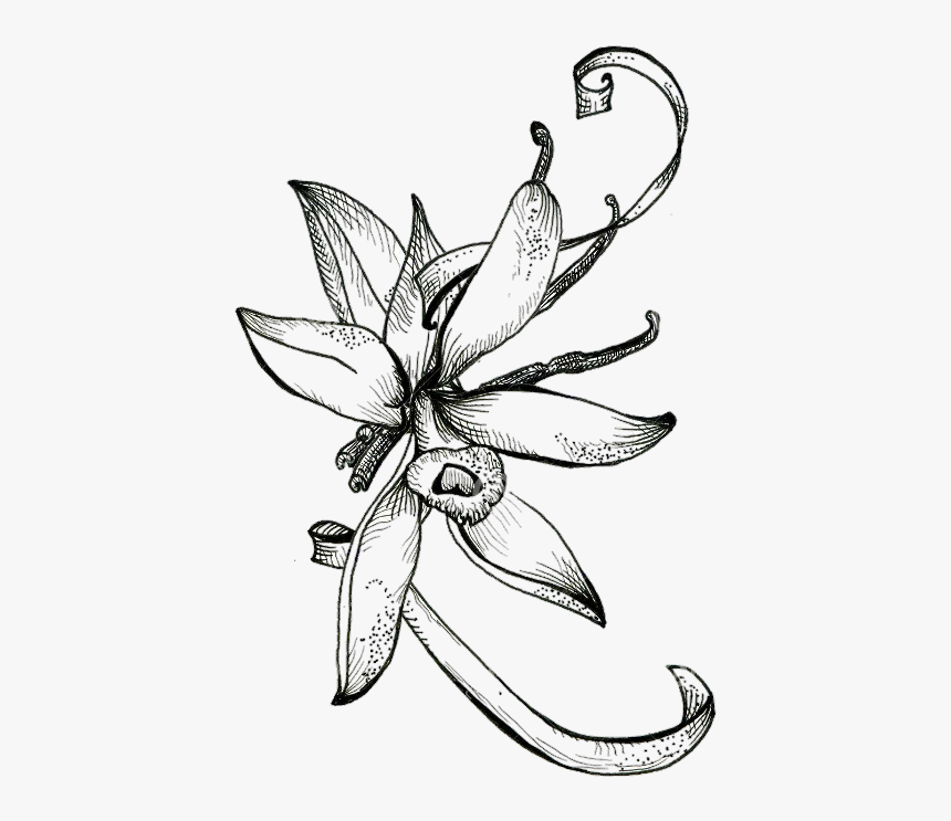 Sketch Cocoa Flower, HD Png Download , Transparent Png Image - PNGitem