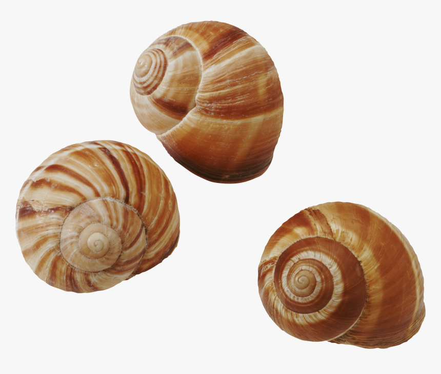 Transparent Seashells Clipart - Transparent Periwinkle Animal, HD Png ...