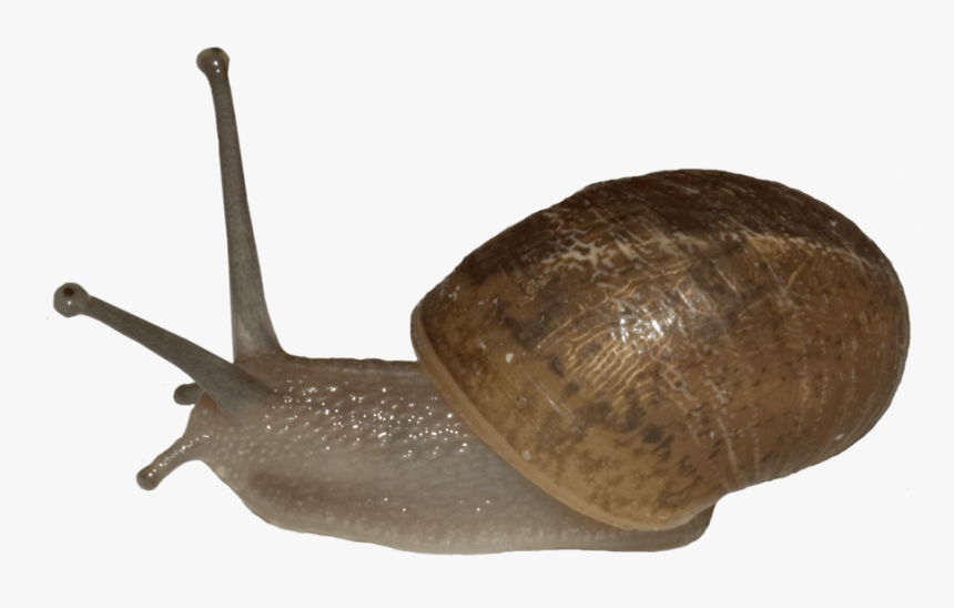 Snail Deviantart Photography - Snail Transparent, HD Png Download ...
