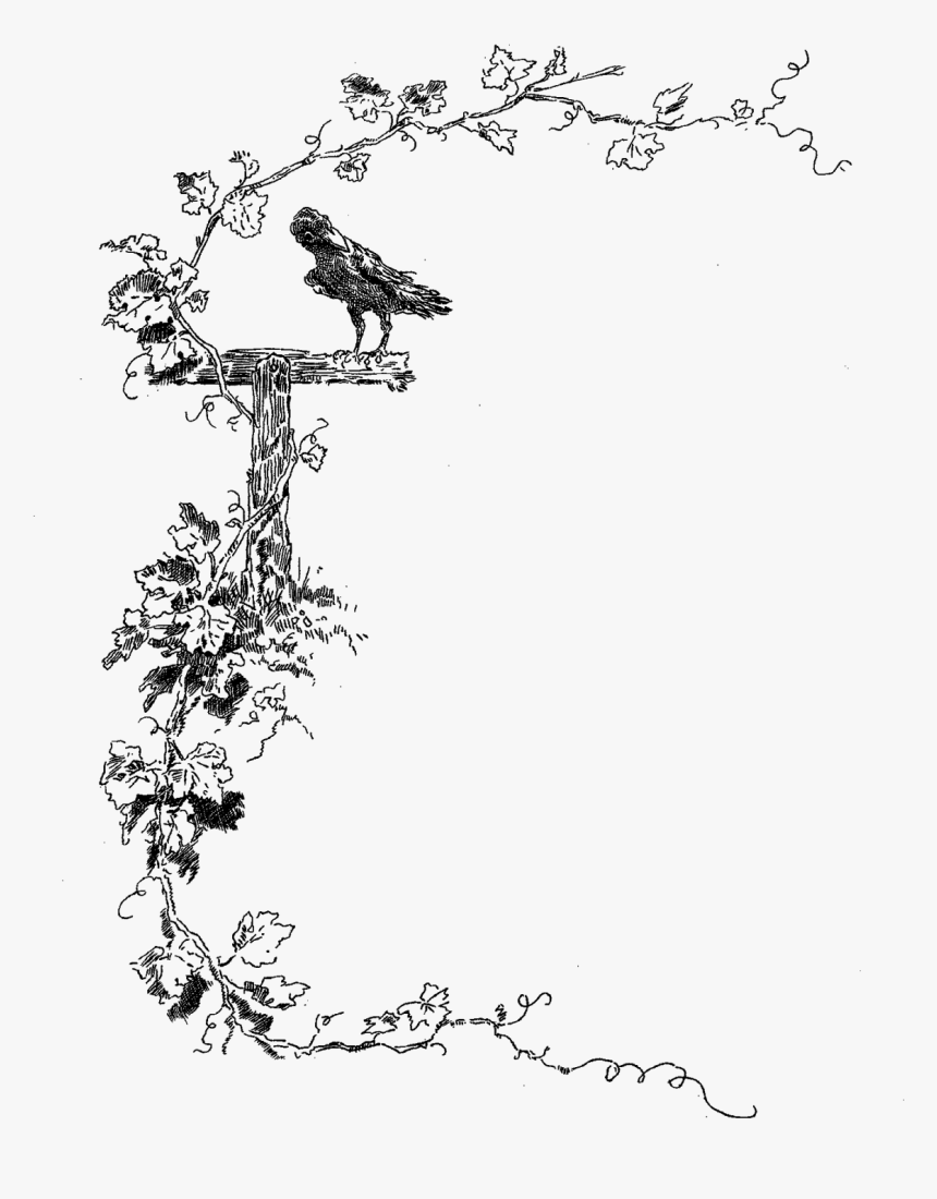 Border Stock Image Botanical - Png Border Black And White Botanical ...