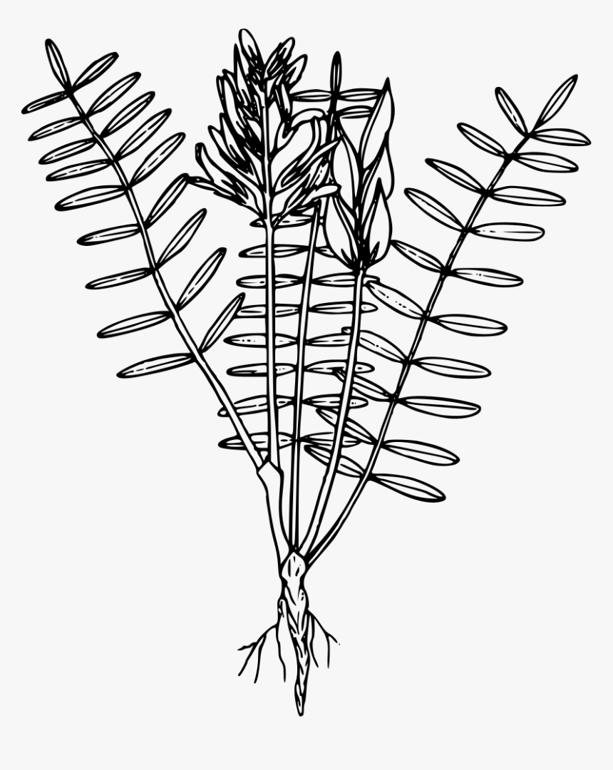 Blue Mountain Loco Weed - Sea Plants Sketch Transparent Background, HD ...