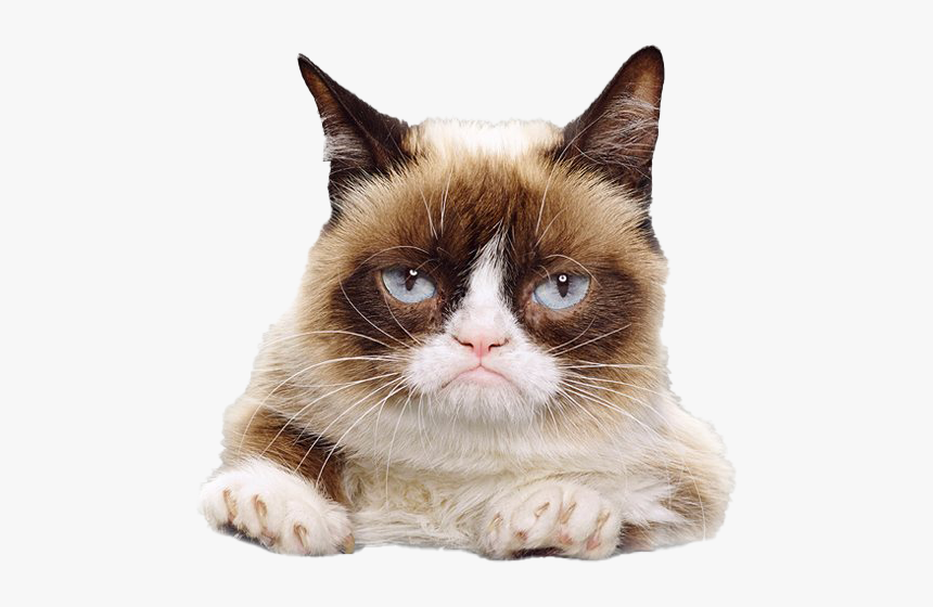 Grumpy Cat Face Png File - I M Going To Kick Your Ass, Transparent Png ...