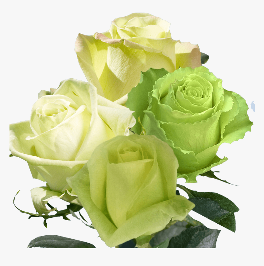 Beautiful Assorted Green Roses, HD Png Download , Transparent Png Image ...