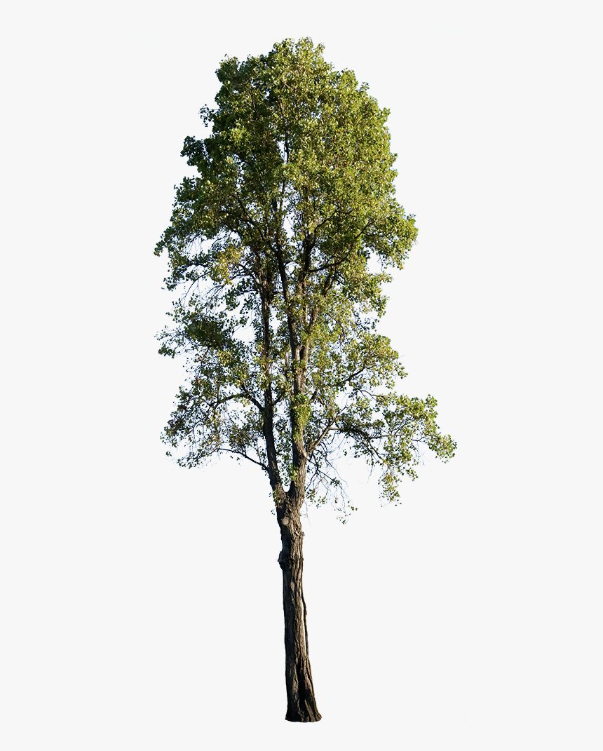Populus Nigra Tree, PNG, 1024x1024px, Populus Nigra,, 49% OFF