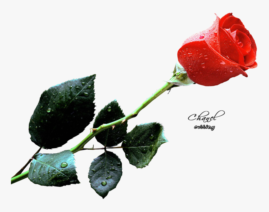 Red Rose, HD Png Download , Transparent Png Image - PNGitem