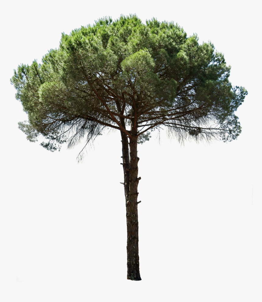 Pinus Cut Out, HD Png Download , Transparent Png Image - PNGitem