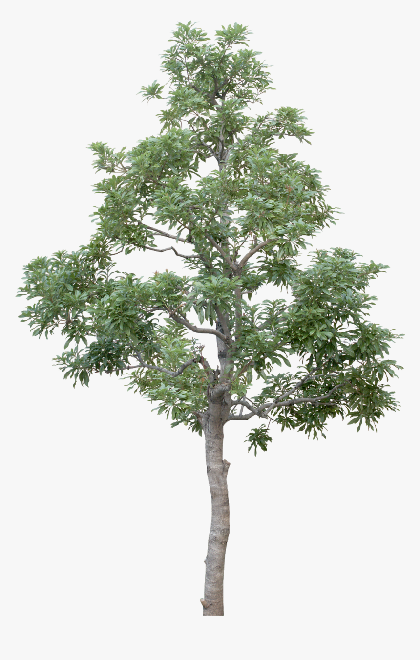 Transparent Tree Limb Png - Tree High Resolution Png, Png Download ...