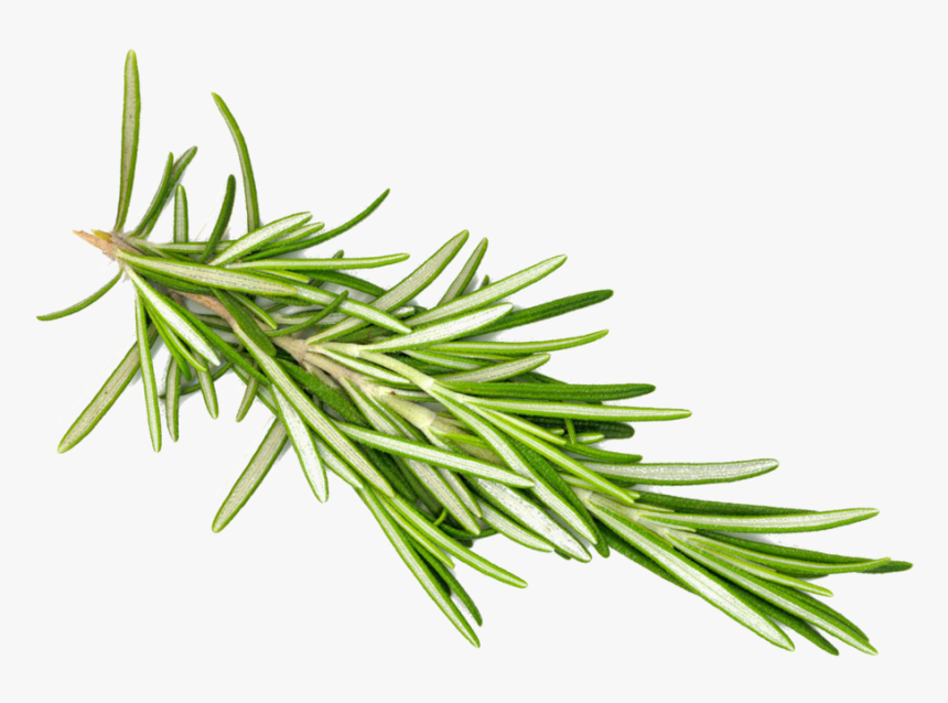 Rosemaryleaf-transparent - Rosemary Png Transparent, Png Download ...
