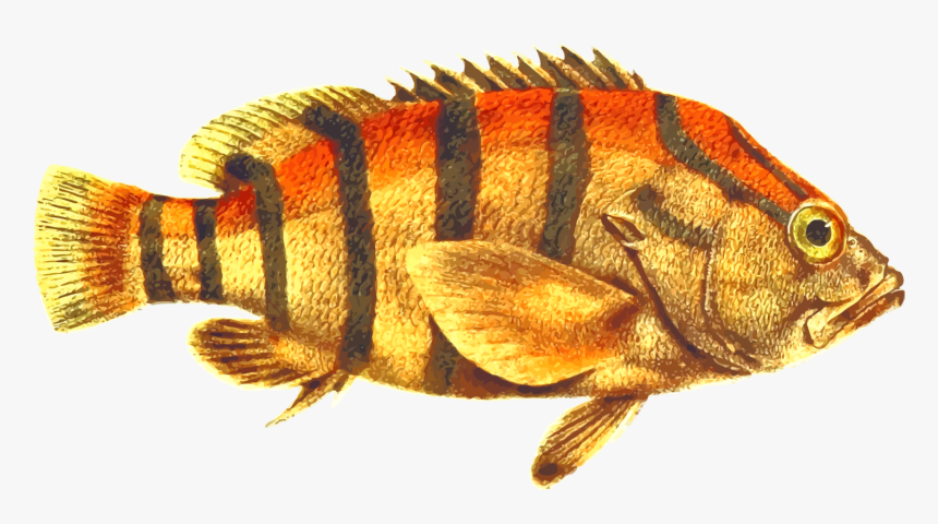 Perch,fish,tail - Pacific Ocean Perch, HD Png Download , Transparent ...