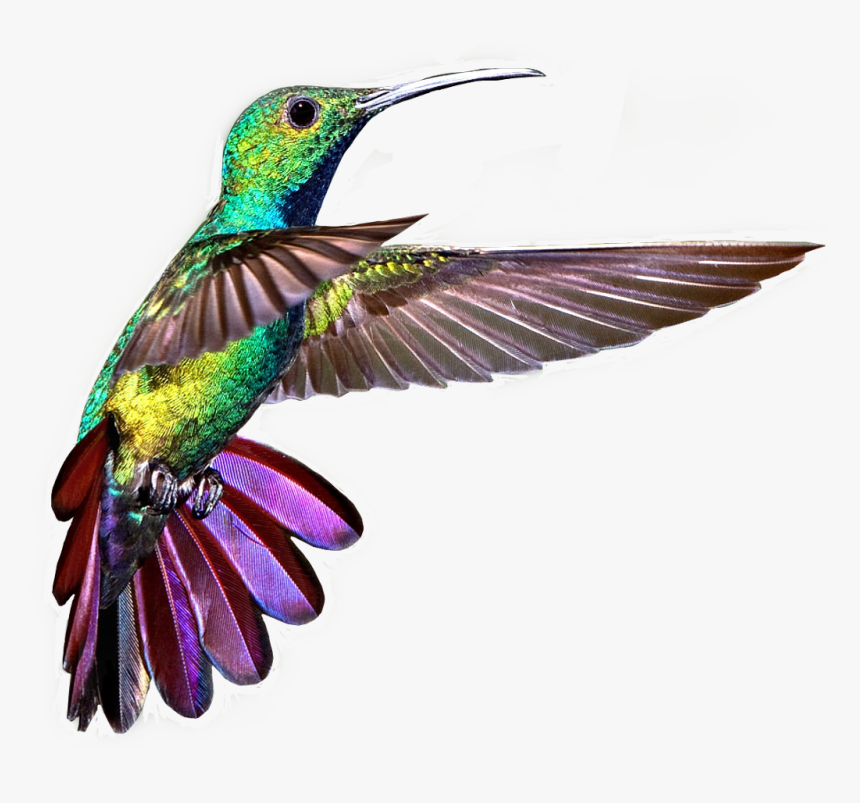 #colibri #colors, HD Png Download , Transparent Png Image - PNGitem