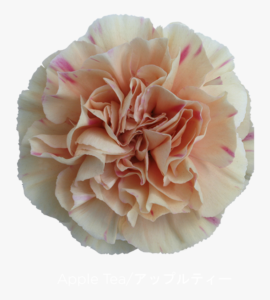 Carnation, HD Png Download , Transparent Png Image - PNGitem