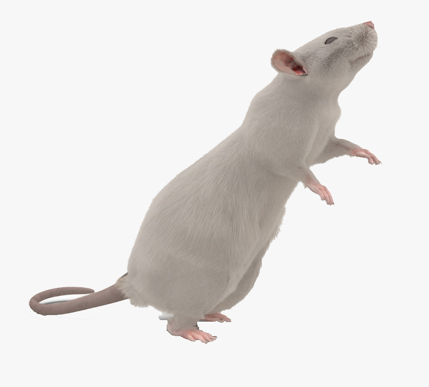 Mouse Png Images Transparent Background - Transparent Transparent ...