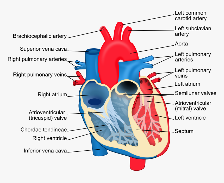 Labelled Heart Diagram, HD Png Download , Transparent Png Image - PNGitem