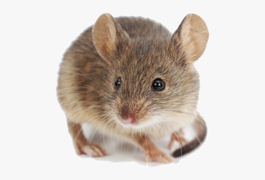 White Mouse Transparent Background - House Mouses, HD Png Download ...