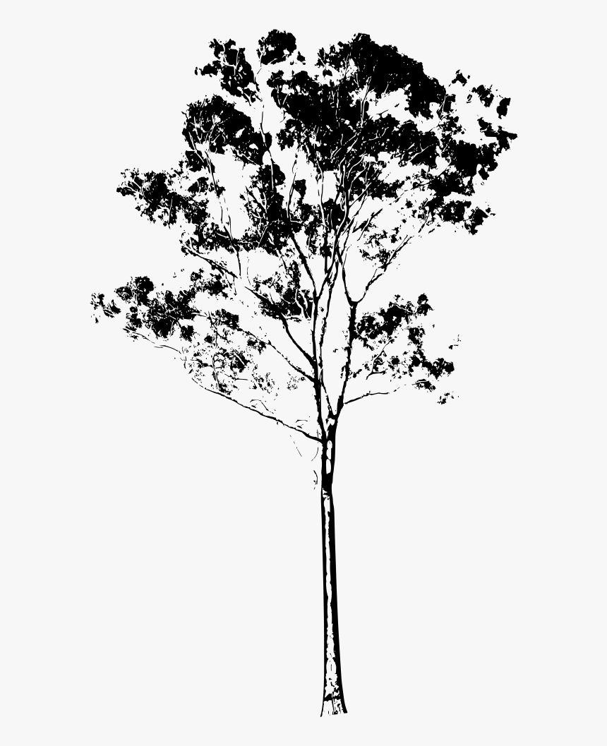 Tree Silhouette Png Roots - Free Gum Tree Clip Art, Transparent Png ...