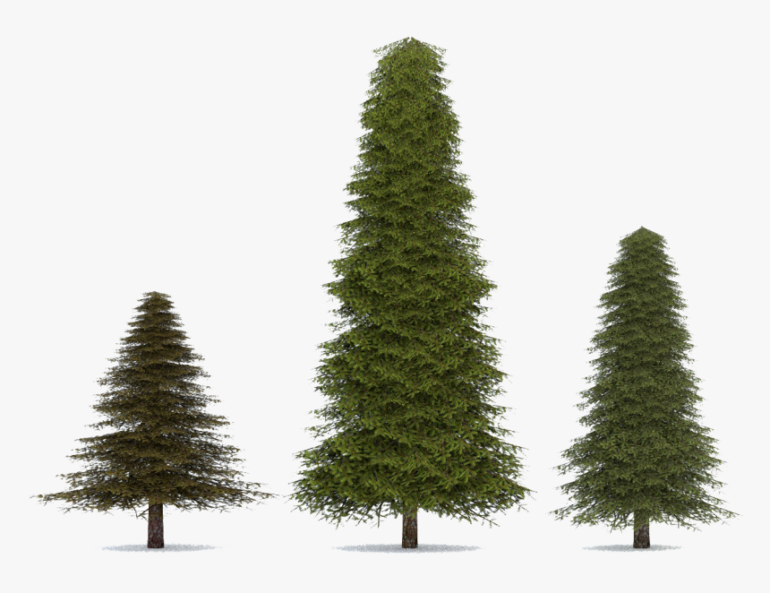 Fir-tree Png Transparent Image - Transparent Png Pine Tree, Png ...