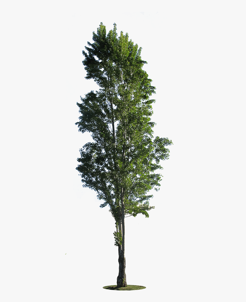 Poplar Tree Cut Out, HD Png Download , Transparent Png Image - PNGitem