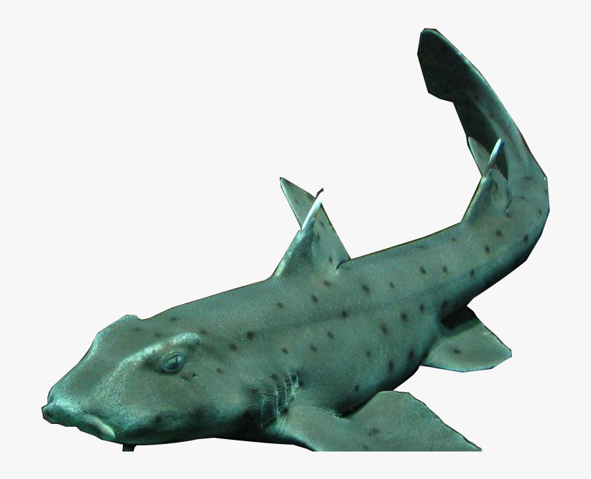 Squaliformes, HD Png Download , Transparent Png Image - PNGitem