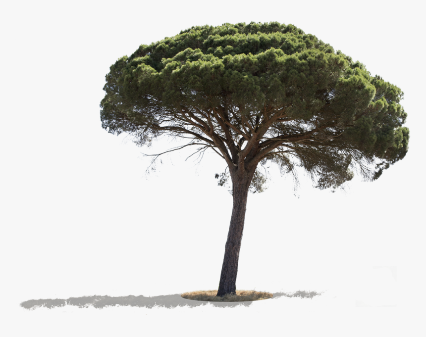 Pinus Pinea Png, Transparent Png , Transparent Png Image - PNGitem