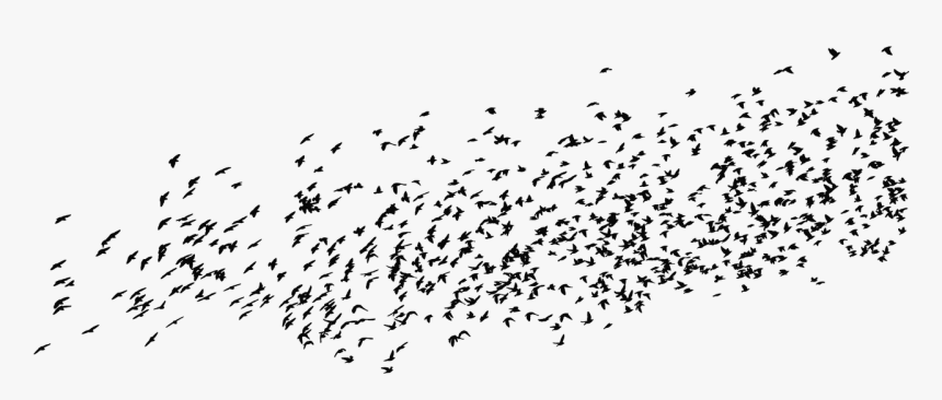 Flock, HD Png Download , Transparent Png Image - PNGitem