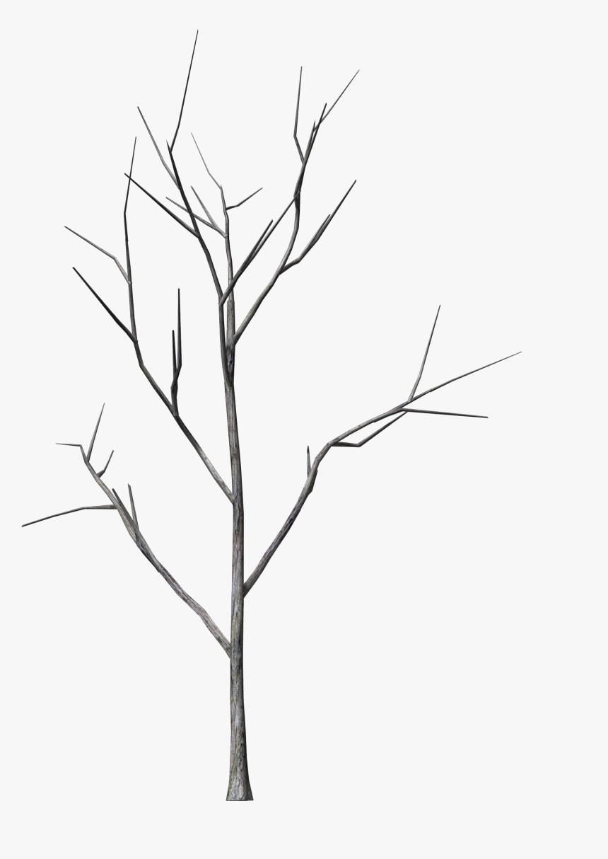 Branch, Tree, Hq Photo - Line Art, HD Png Download , Transparent Png ...
