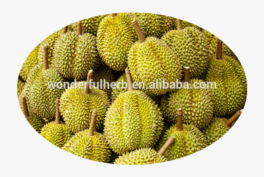 Durian, HD Png Download , Transparent Png Image - PNGitem