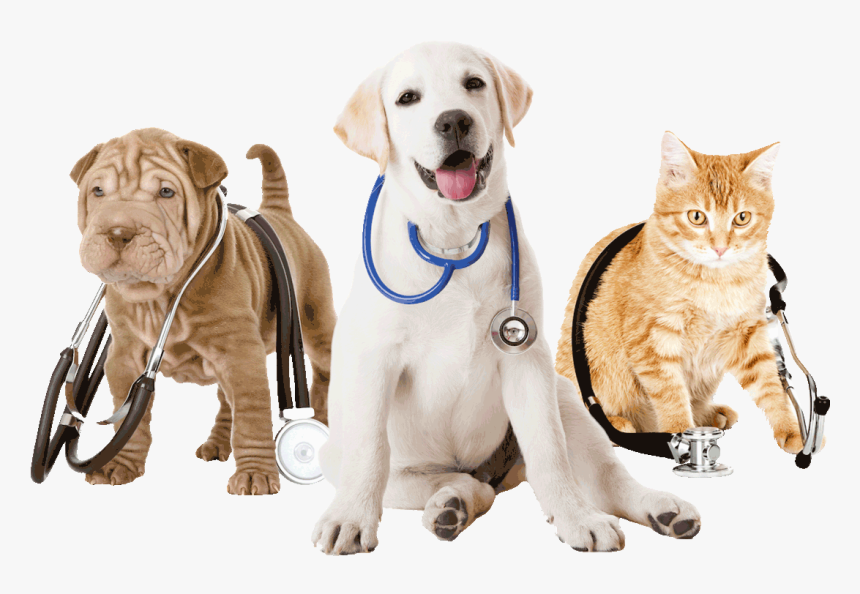 Veterinarian Png, Transparent Png , Transparent Png Image - PNGitem