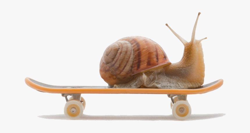 Burgundy Snail Land Snail - Snail On A Skateboard, HD Png Download ...