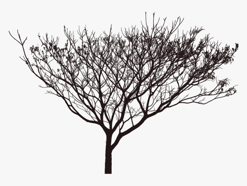 Tree Shadow Png - Black Shadow Tree Png, Transparent Png , Transparent ...
