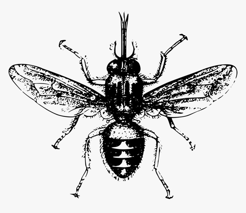 Queen Honey Bee Drawing