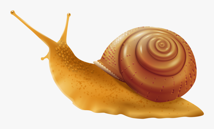 Snail - Transparent Background Snail Clipart, HD Png Download ...