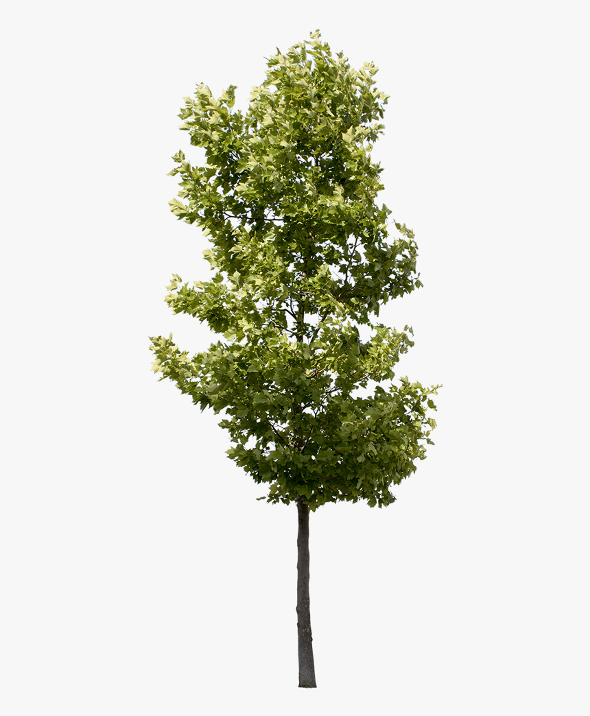 Oak Tree Cut Out, HD Png Download , Transparent Png Image - PNGitem