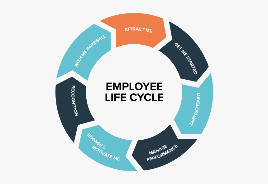 Employee Life Cycle Uk, HD Png Download , Transparent Png Image - PNGitem