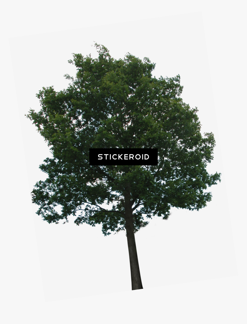 Trees Png No Background , Png Download - Tree With Transparency ...