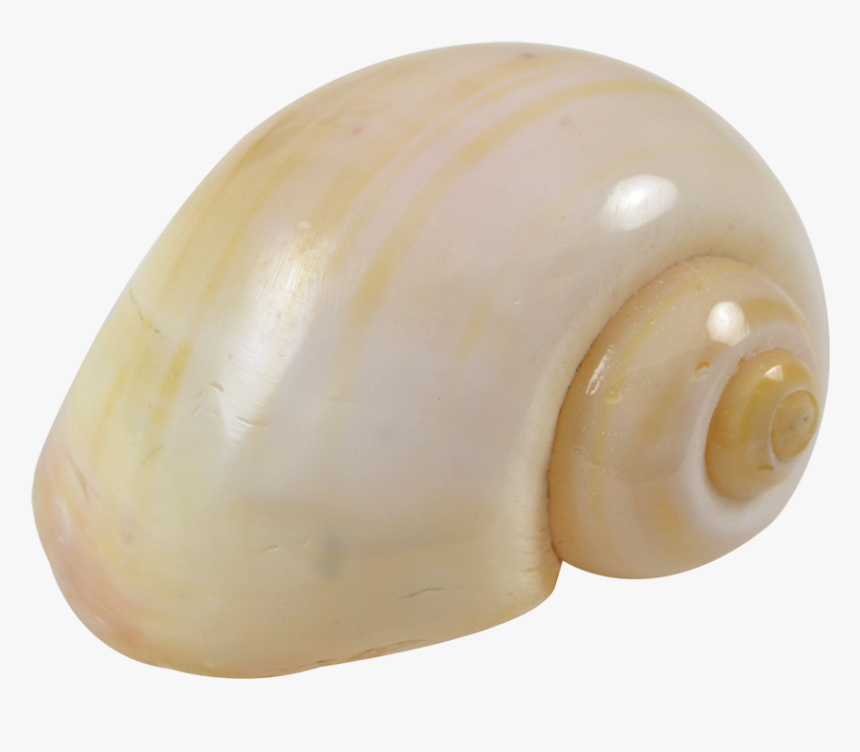 8 Cherry Yellow Snail Shells - Lymnaeidae, HD Png Download ...