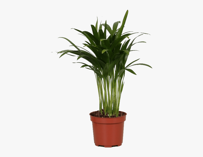 Areca Palm, HD Png Download , Transparent Png Image - PNGitem