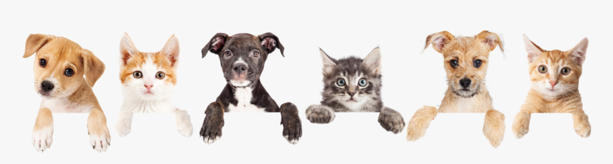 Cat And Dog Footer, HD Png Download , Transparent Png Image - PNGitem