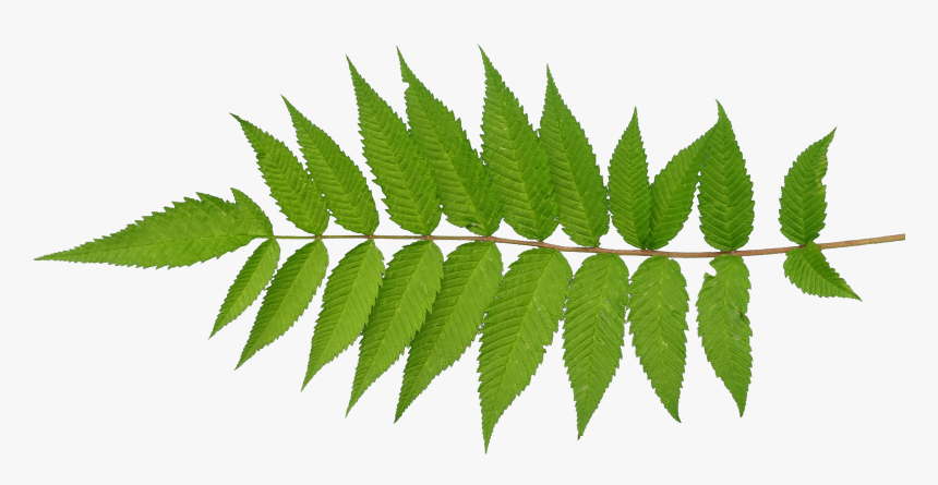 Go To Image - Fern Texture Png Alpha, Transparent Png , Transparent Png ...