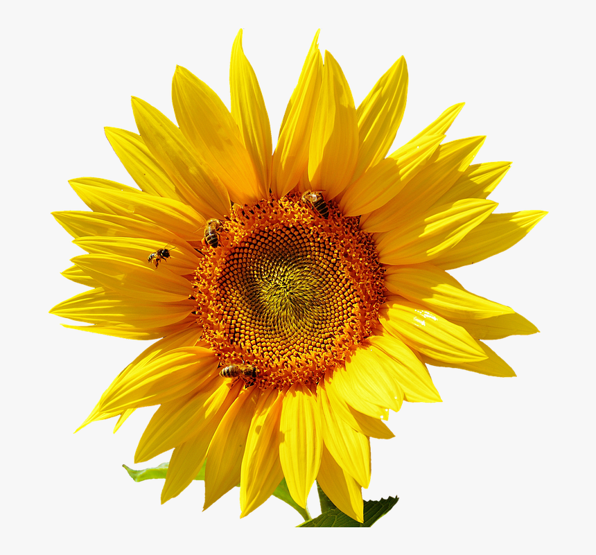 Sun Flower Png, Transparent Png , Transparent Png Image - PNGitem