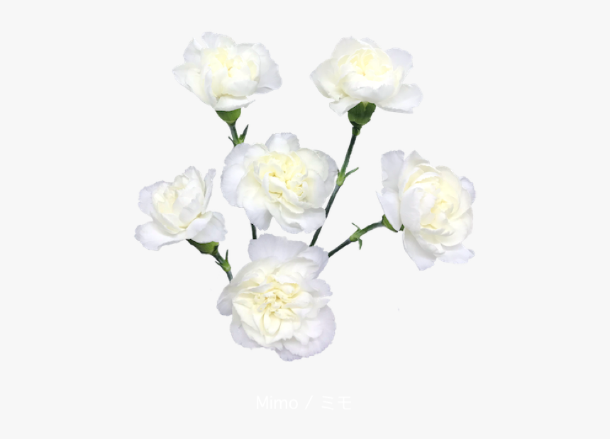 Colibri Flowers Minicarnation Mimo, Grower Of Carnations, - Garden ...