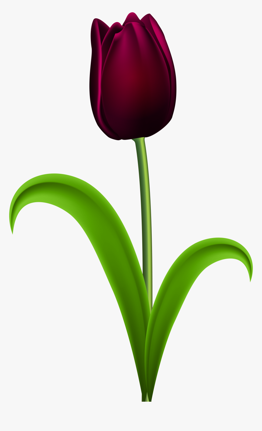 Dark Red Tulip Transparent Png Clip Art Imageu200b - Purple Tulips ...