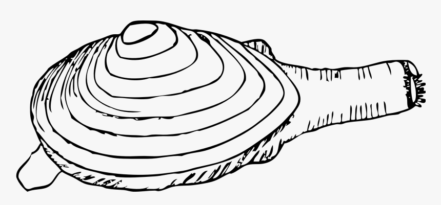 Razor Clams Hi Resolution Clip Art, HD Png Download , Transparent Png ...