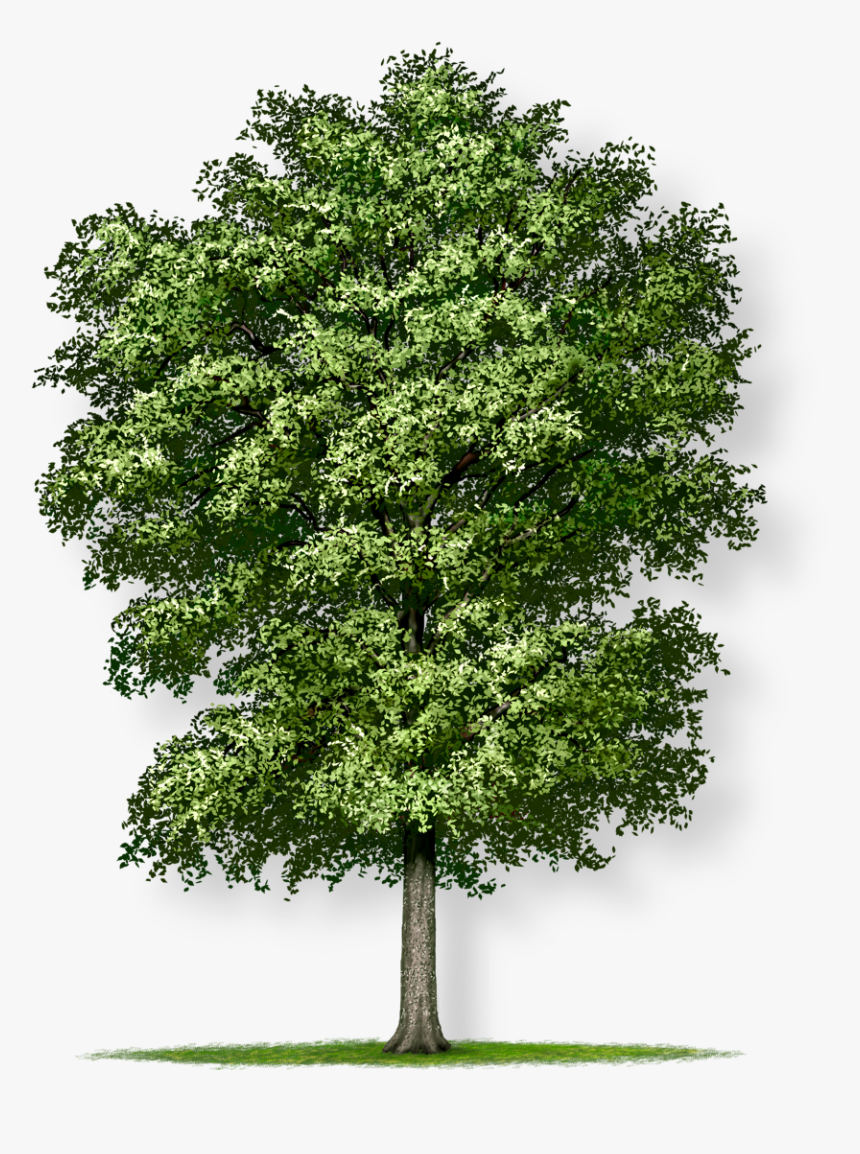 Transparent Deciduous Tree Png - Palo Blanco Tree Texas, Png Download ...