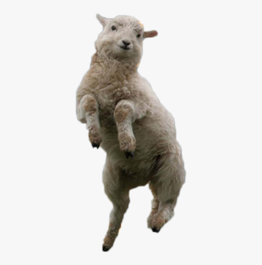 Happy Sheep, HD Png Download , Transparent Png Image - PNGitem
