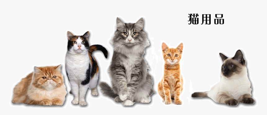 Pet Shop Png, Transparent Png , Transparent Png Image - PNGitem