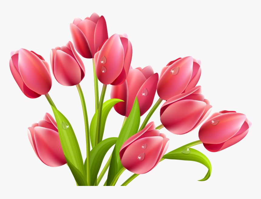Tulips Png, Transparent Png , Transparent Png Image - PNGitem