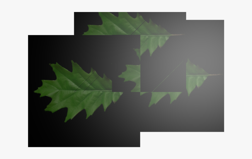 Maple Leaf, HD Png Download , Transparent Png Image - PNGitem